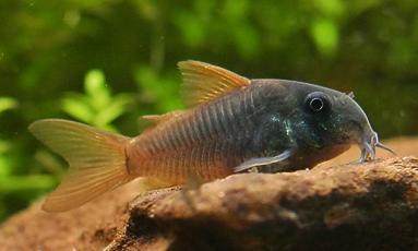 Super Red Sailing Rat Fish South America imported rare red sailing ...