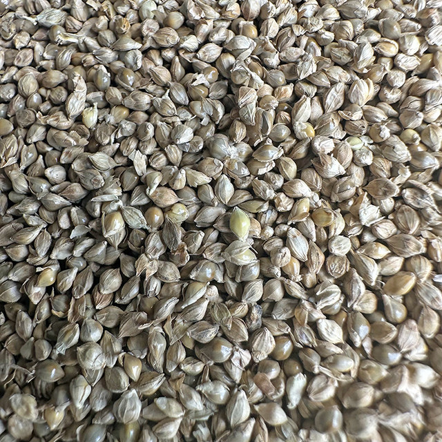 Parrots, tares, grass seeds, birds, pearls, birds, birds, birds, grains ...