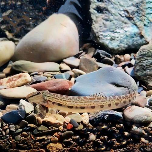Chinese loach, poop-eating fish, native fish, cold water cleaner fish ...