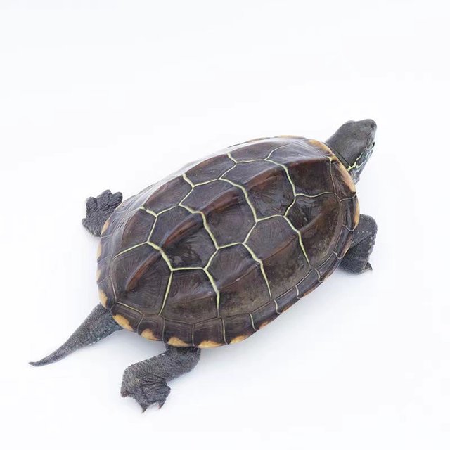 Outer pond golden thread small turtle live animal Chinese tortoise pet ...