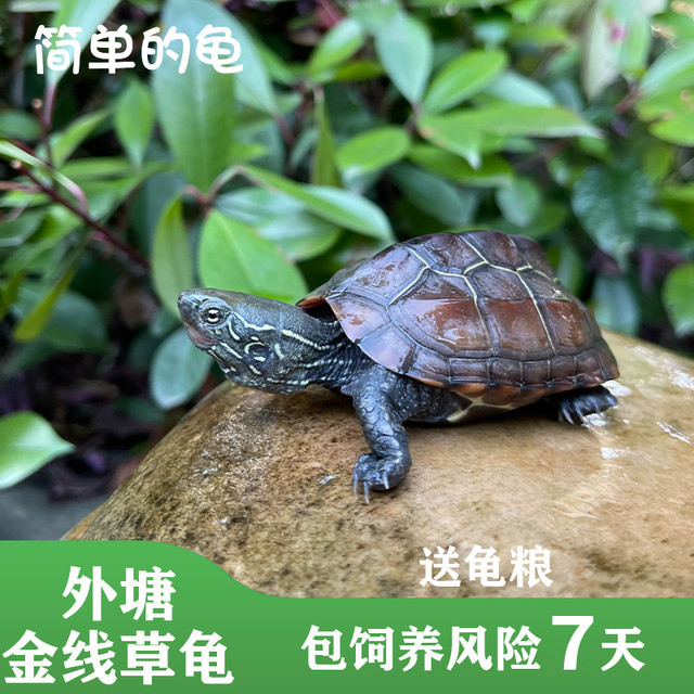 Outer pond golden thread small turtle live animal Chinese tortoise pet ...