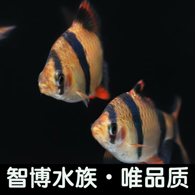 Tiger skin fish small fish live ornamental fish green tiger skin novice ...