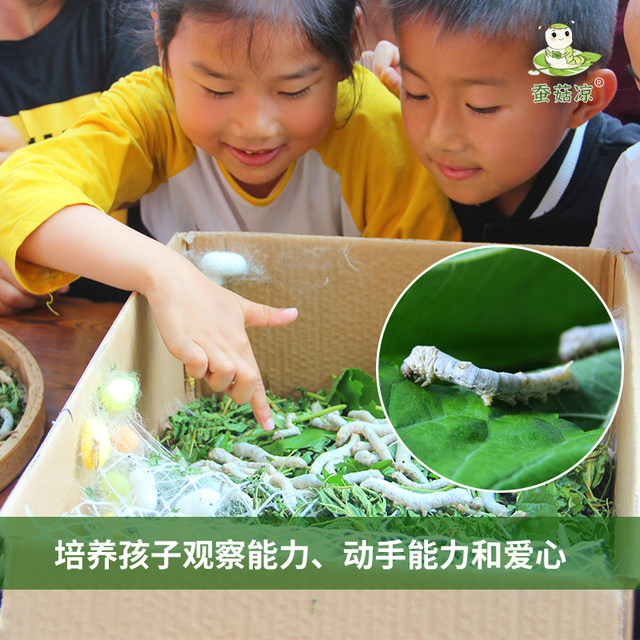 Silkworms and baby student silkworm breeding set scientific living ...