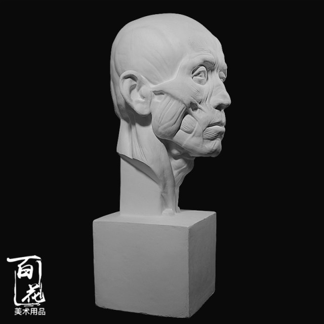 Farmers muscle fishermen anatomy Gypsum statue of art sketching ...