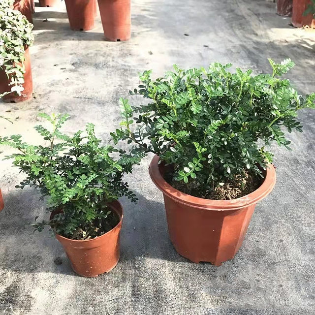 Fragrant wood, evergreen and fragrant potted plants in indoor and ...