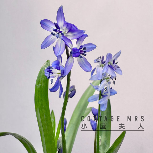 Siberian jujube, blue bell flower, green plants, small potted plants ...