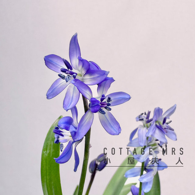 Siberian jujube, blue bell flower, green plants, small potted plants ...