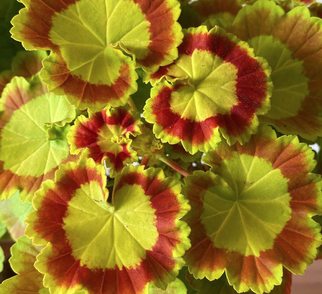 Mrs. Kuolt's colorful leaves upright, terrible feed pot, plant diligent flowers, raise the petal ...