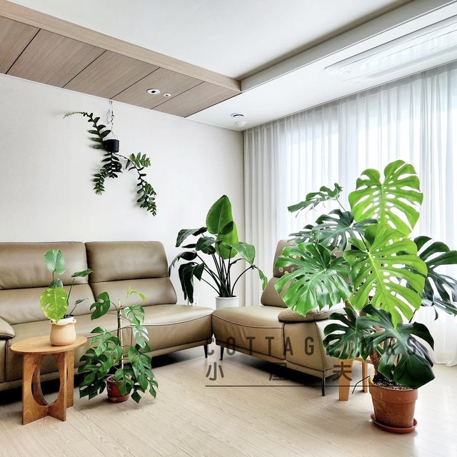 Turtle -back bamboo potted green plants indoor living room office ...