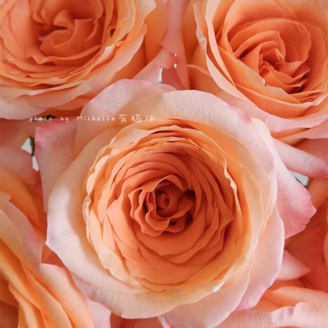 Coral reef cut flowers rose rose flowers and seedlings, heat, heat ...