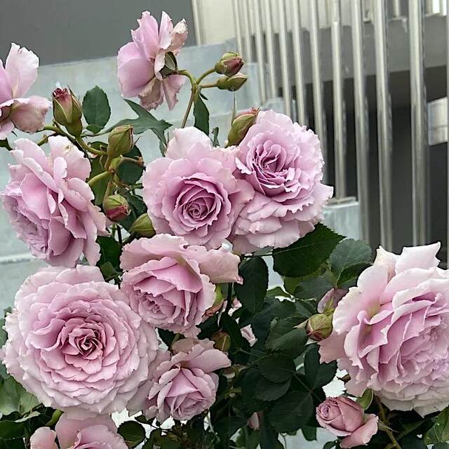 New products Dragonfly Rose seedlings, shrubs, strong fragrance, cut ...