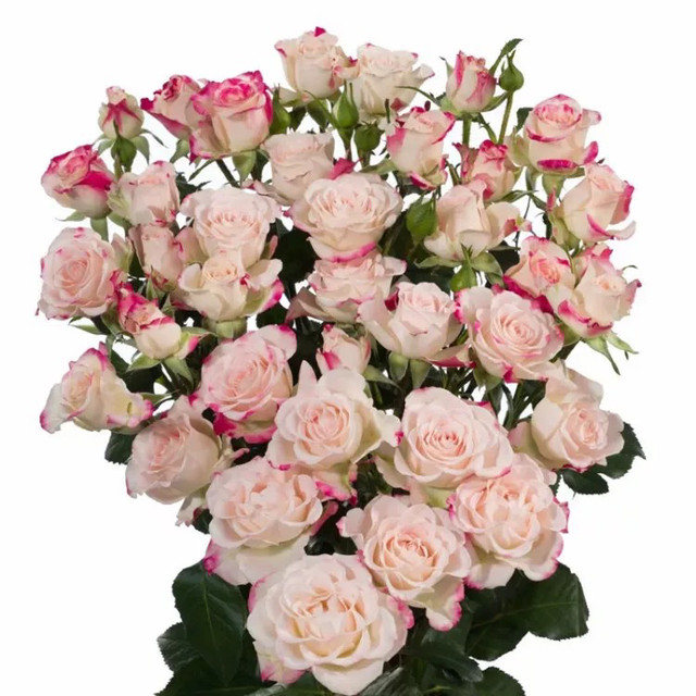 Refraction bubble Kenya multi-headed rose seedlings four-season balcony ...