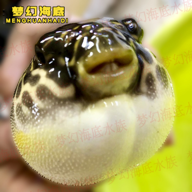 Zebra dog head fish papaya hairy crown submarine puffer fish puffer ...