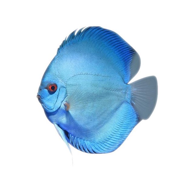 High-quality colorful angelfish tropical ornamental fish live fishery ...