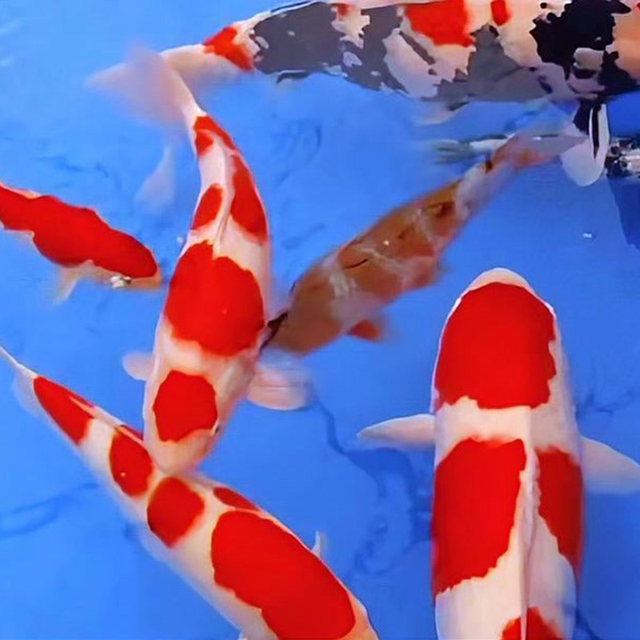 Purebred koi live fish, high-end large ornamental fish, freshwater cold ...
