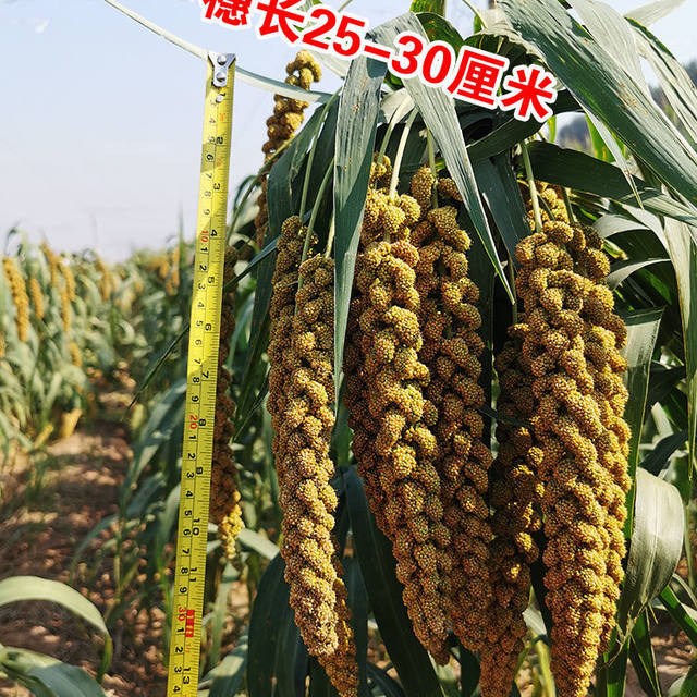 Jinxiang Valley K2 Yellow Valley Seed Hybrid High-yield Millet Seeds ...