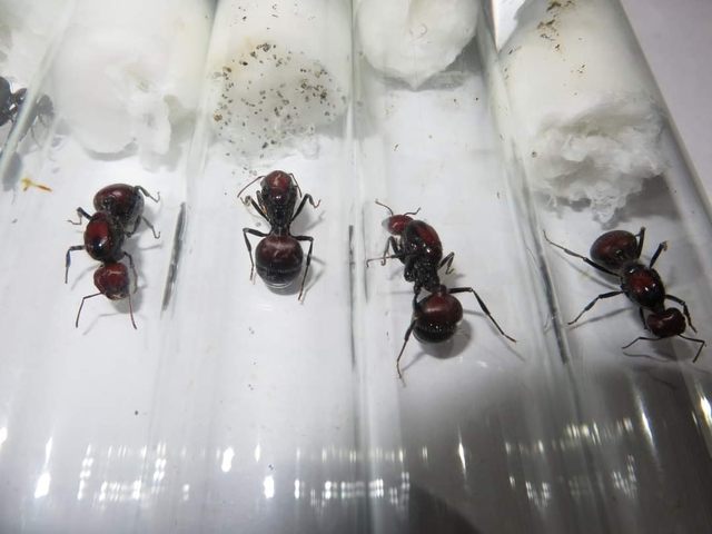 Kenya harvesting Ant MESSOR CEPHALOTES in winter clearance price is limited