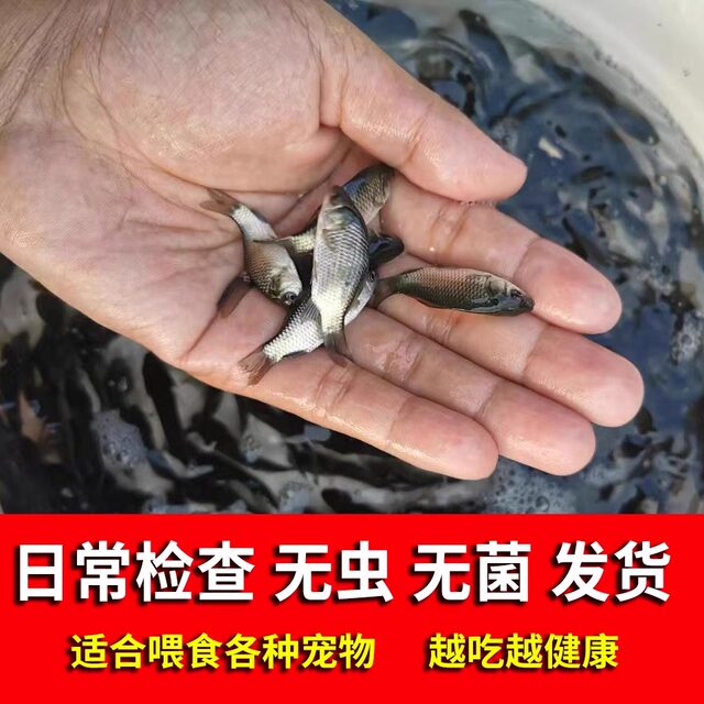 Grass carp freshwater farming small fish fry, green carp, sea bass ...