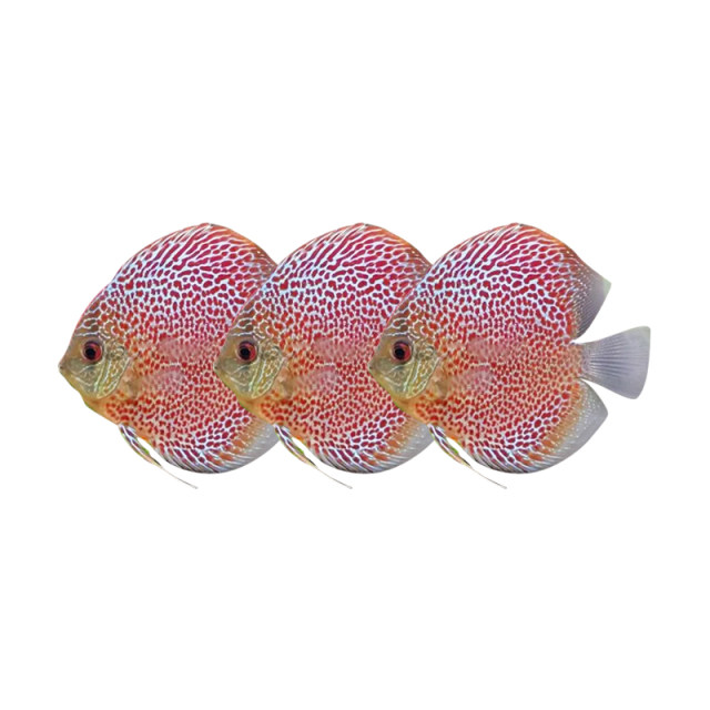 High-quality Leopard Point Colorful Angel Fish Fry Tropical Fish ...