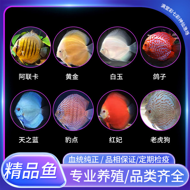 Fishing farm direct mail colorful angelfish tropical ornamental fish ...