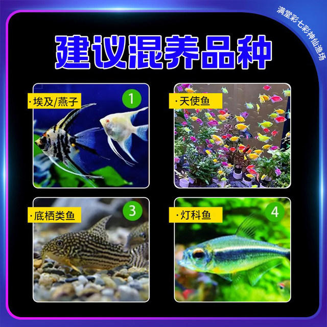 Fishing farm direct mail colorful angelfish tropical ornamental fish ...