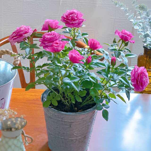 European rose (New Queen) large flower fragrance potted rose family ...