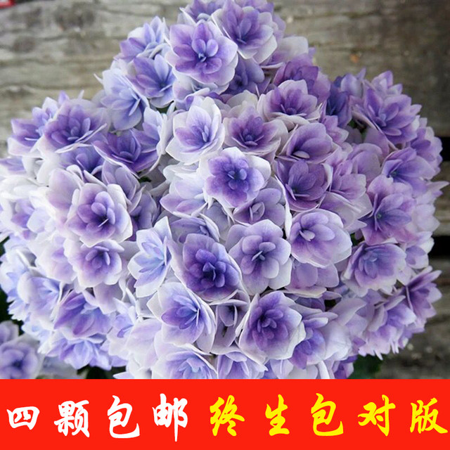 Three River Thousand Bird Hryage Ball Flower Miao Estration Ball Flower ...