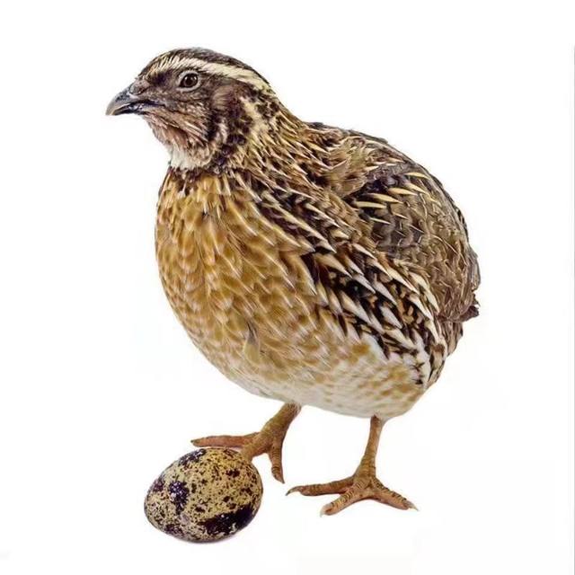 Quail bird living youth quail live seedlings every day, yolk yolk, sand ...