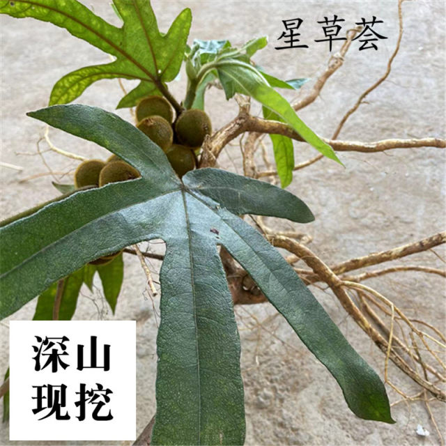 Five -Fingers Maotan Fresh Cantonese Soup Soup Bao Farm Farmers Digging ...