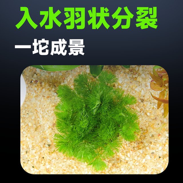 Green chrysanthemum small grass tank fish tank landscaping real ...
