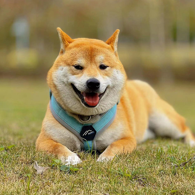 Japan Hakusan Bai Mountain Zero Pressure Y Font Simable Dog Dog, Dog ...