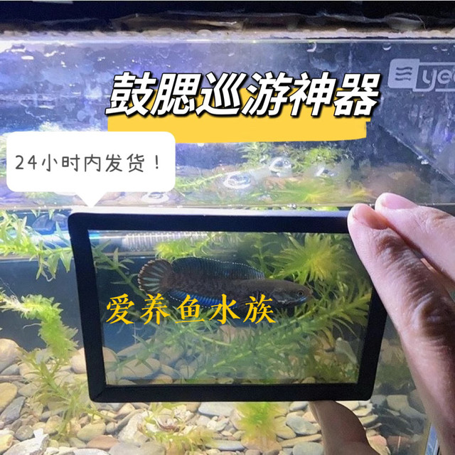 Thunder dragon fish training mirror funny fish glass one-way ...