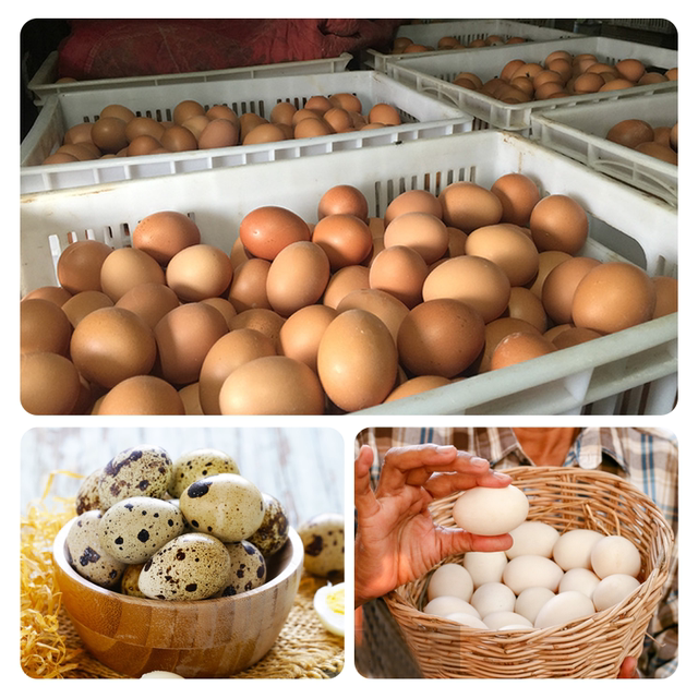 Veterinary pigs, cattle, sheep, laying hens, high calcium cod liver oil ...