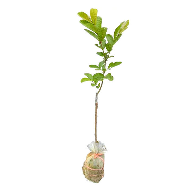 Grafted guava saplings red heart guava pearl seedless guava potted ...