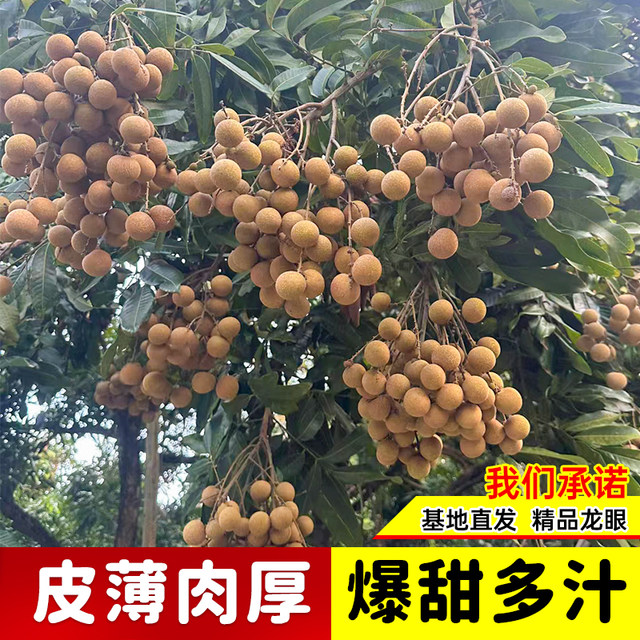 Guangxi Longan Tree Seedlings Grave Fruit Seedlings Cinnamon Tree ...