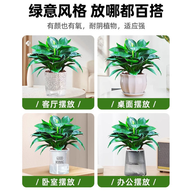 Large leaf golden diamond green princess potted plant with buds green ...