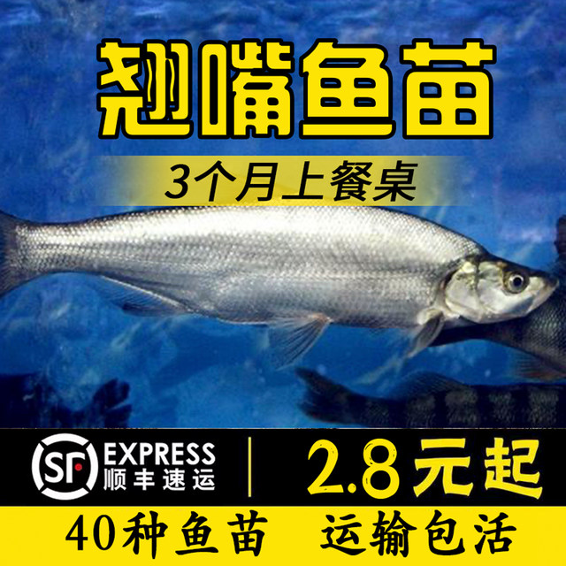 Seven-star fish fry, moon snakehead, mountain spot fish, flower star ...