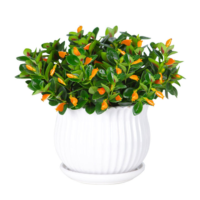 Goldfish Chlorophytum potted four-season flower plant goldfish flower ...