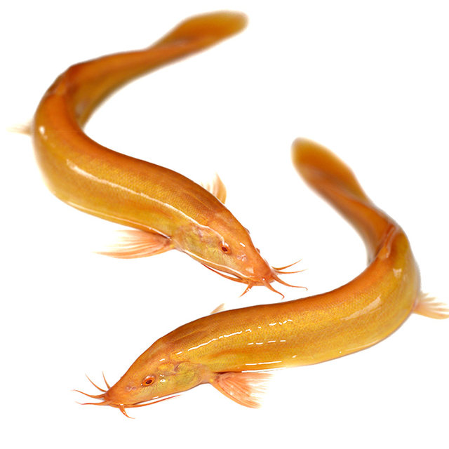 Gold loach cold water ornamental fish to attract wealth gold loach fish ...