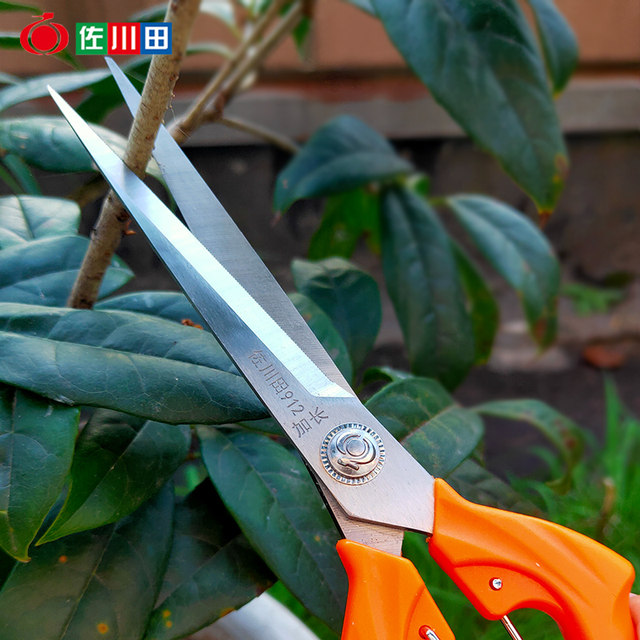 Sagawa field fruit picking scissors, fruit thinning scissors, grape ...