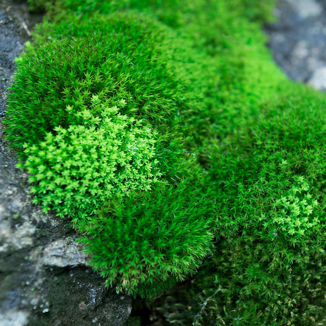 Fresh moss micro landscape plant bonsai potted water and land tank ...