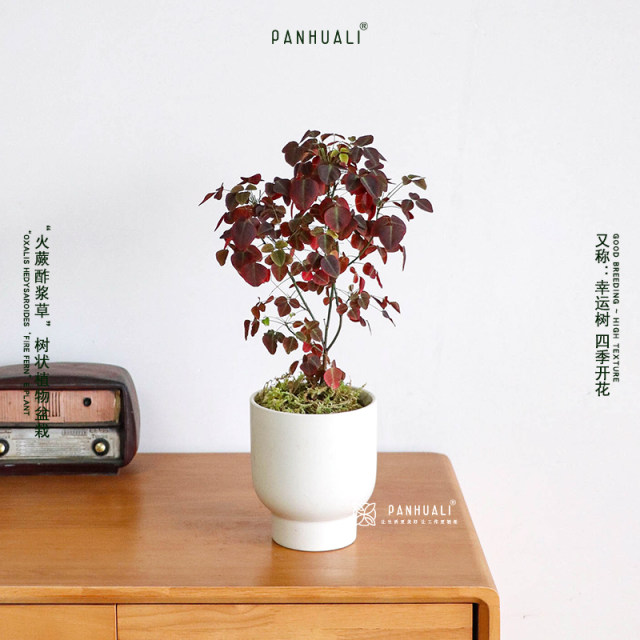 Imported fire fern sorrel lucky tree plant indoor flowering small green ...