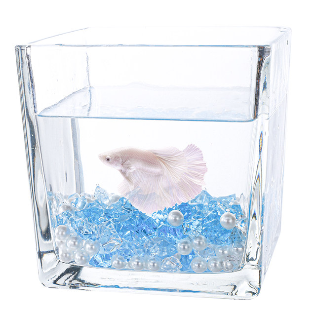 High-definition Thai fighting fish suitable tank full set of small ...