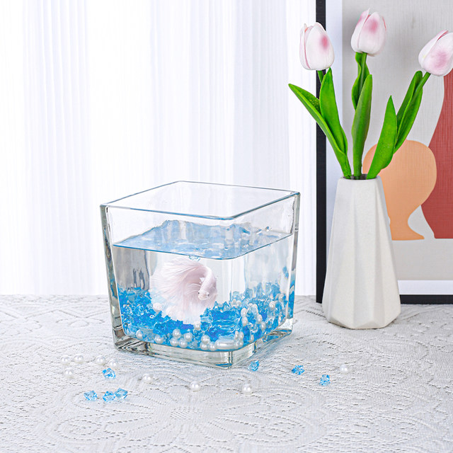 High-definition Thai fighting fish suitable tank full set of small ...