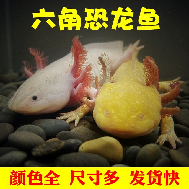 Hexagonal dinosaur, one father, one mother net red pet deep -water cold ...