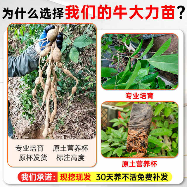 Niu Dali seedlings, medium and small leaf varieties, authentic thin ...
