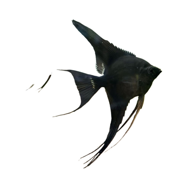 Small angel fish live Peruvian swallow fish small tropical freshwater ...