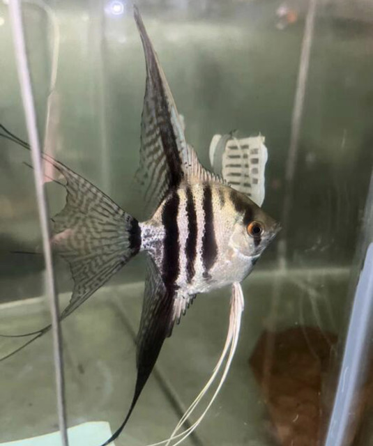 Small angel fish live Peruvian swallow fish small tropical freshwater ...