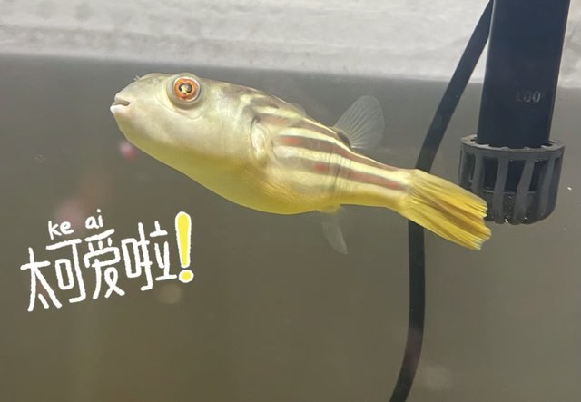 Zebra dog head Puffer fish fish fry tap fishes ornamental fish ...