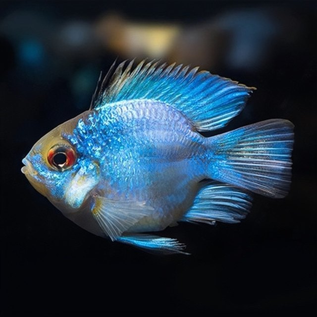 Jinbozi Avatar Dutch Phoenix fish short snapper tropical ornamental ...